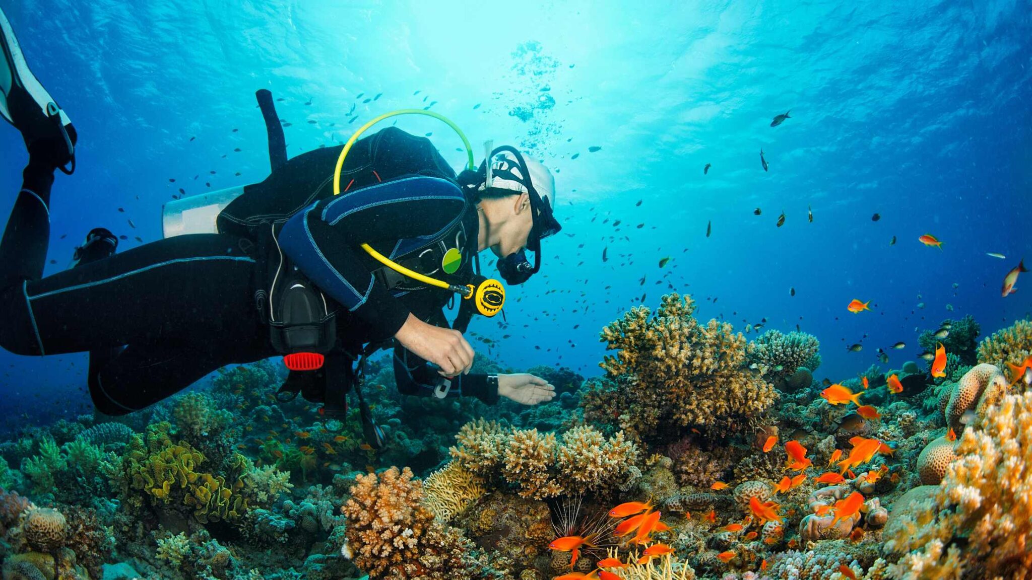 Diving in the GCC: Discovering Underwater Wonders